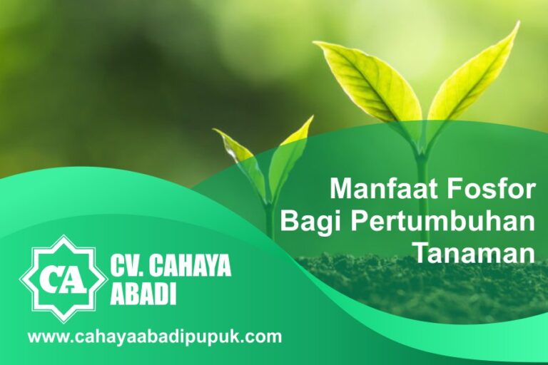 Manfaat Fosfor Bagi Pertumbuhan Tanaman – CV. CAHAYA ABADI